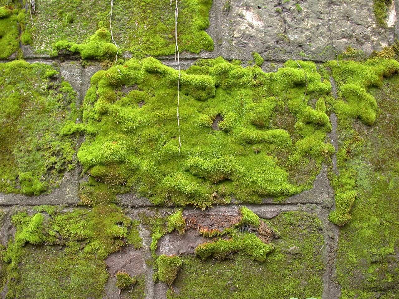 Can a Moss Culture Really Clean Urban Air?